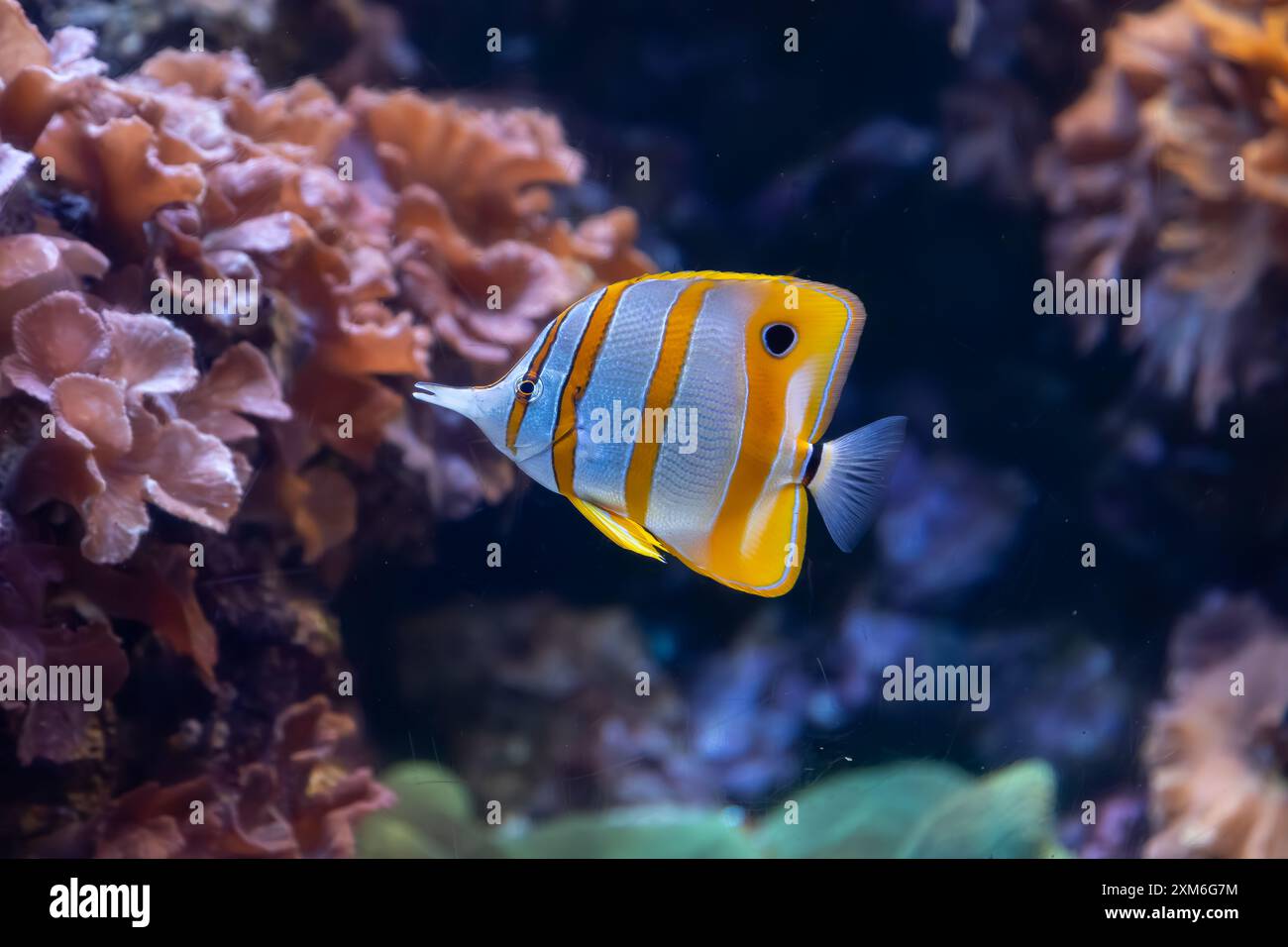 Striped yellow and white tropical fish swimming near coral reef Stock ...