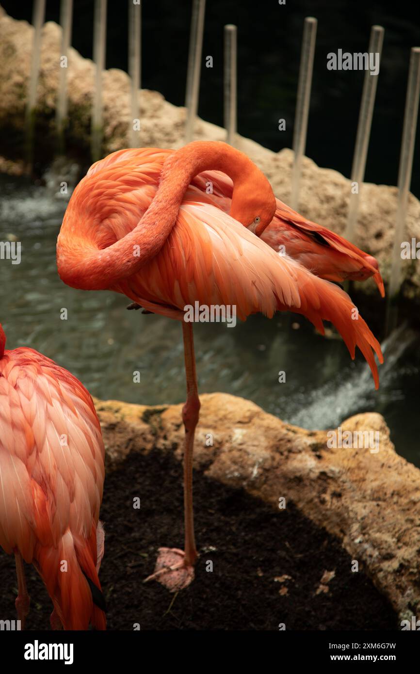 Flamingo preening its feathers by a water body in a natural setting ...