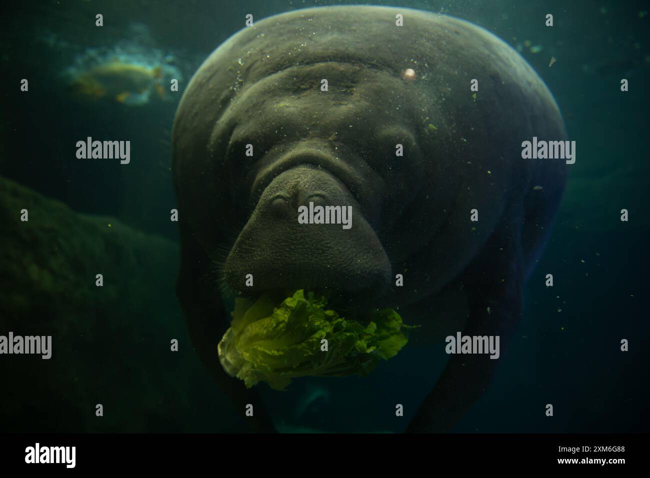Manatee underwater eating lettuce in an aquarium Stock Photo - Alamy