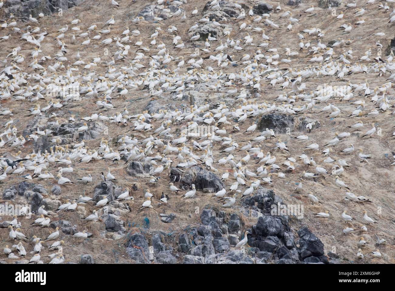 View of the breeding colony of Northern Gannets on Grassholm 2024 Stock ...