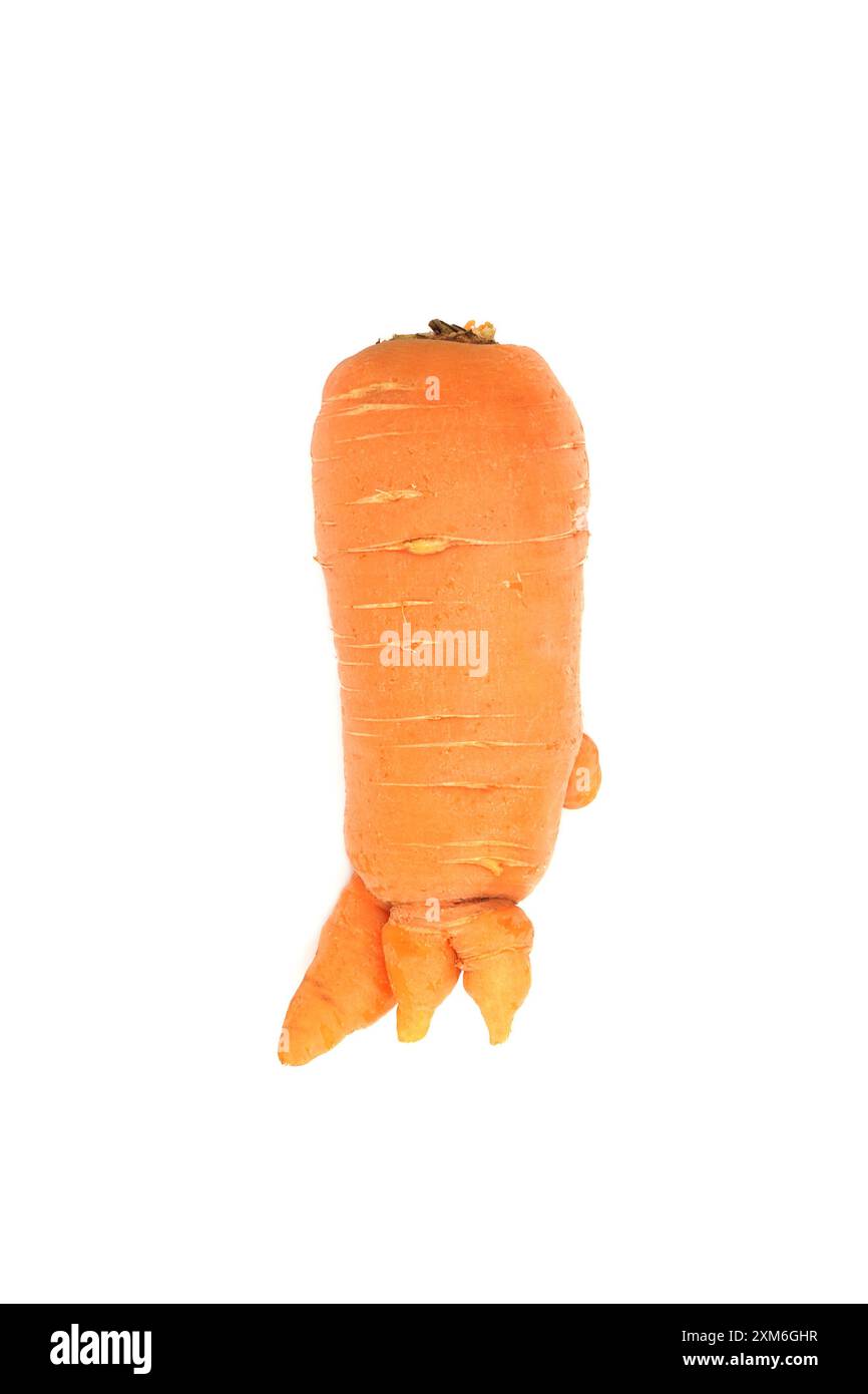 Forked carrot root vegetable on white background. Deformed produce due ...