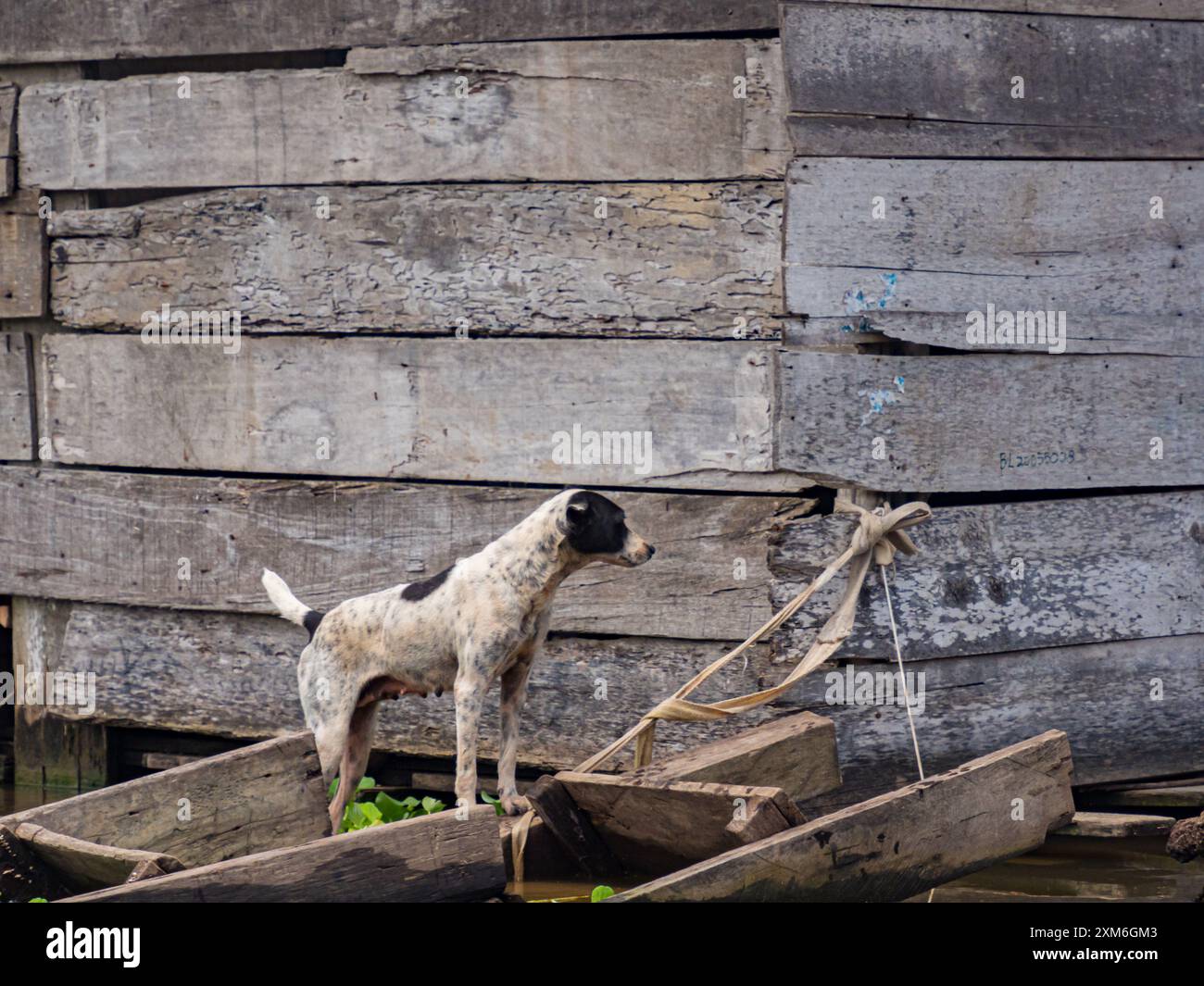 Iquitos, Peru - Apr, 2022: Floating shantytown of Belén, consisting of ...