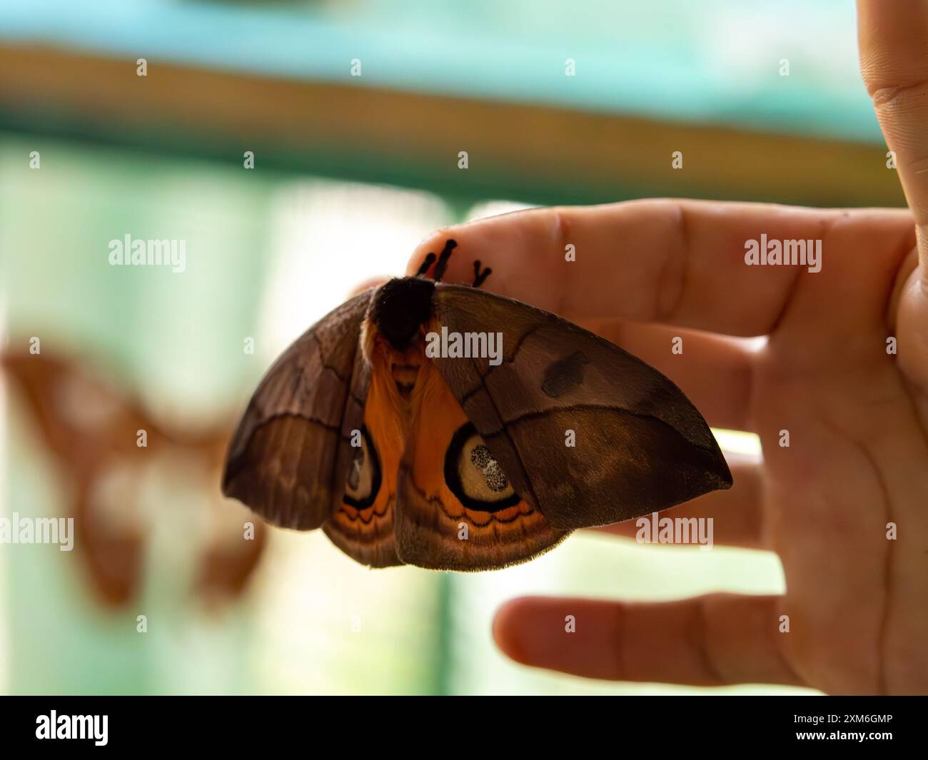 Beautiful Butterfly in Amazon jungle. Amazonia. Peru. South America ...