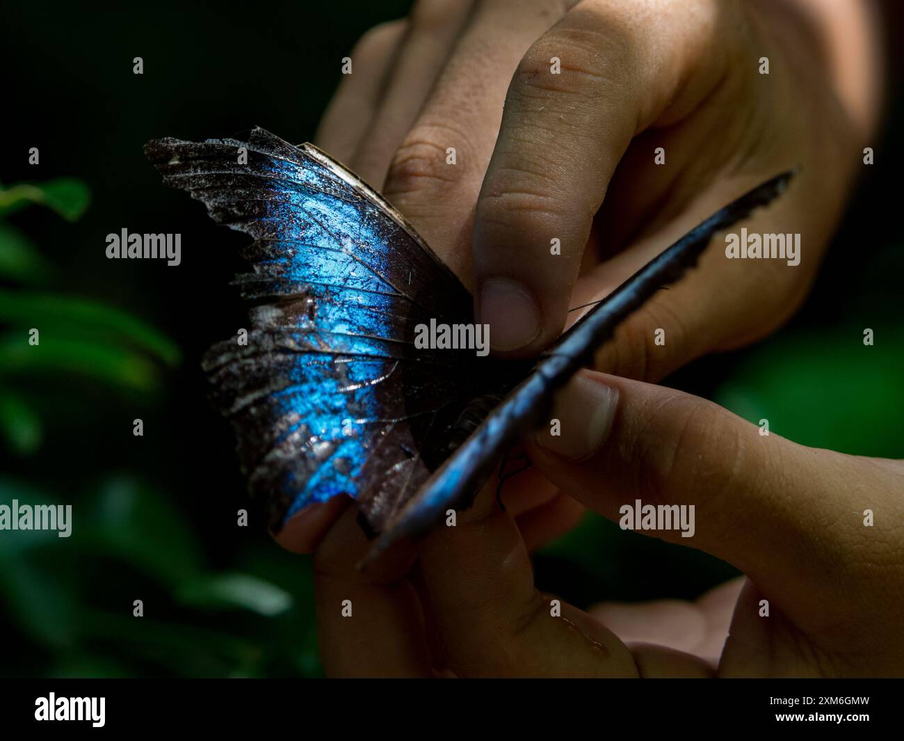 Beautiful Butterfly, Morpho in Amazon jungle. Amazonia. South America ...