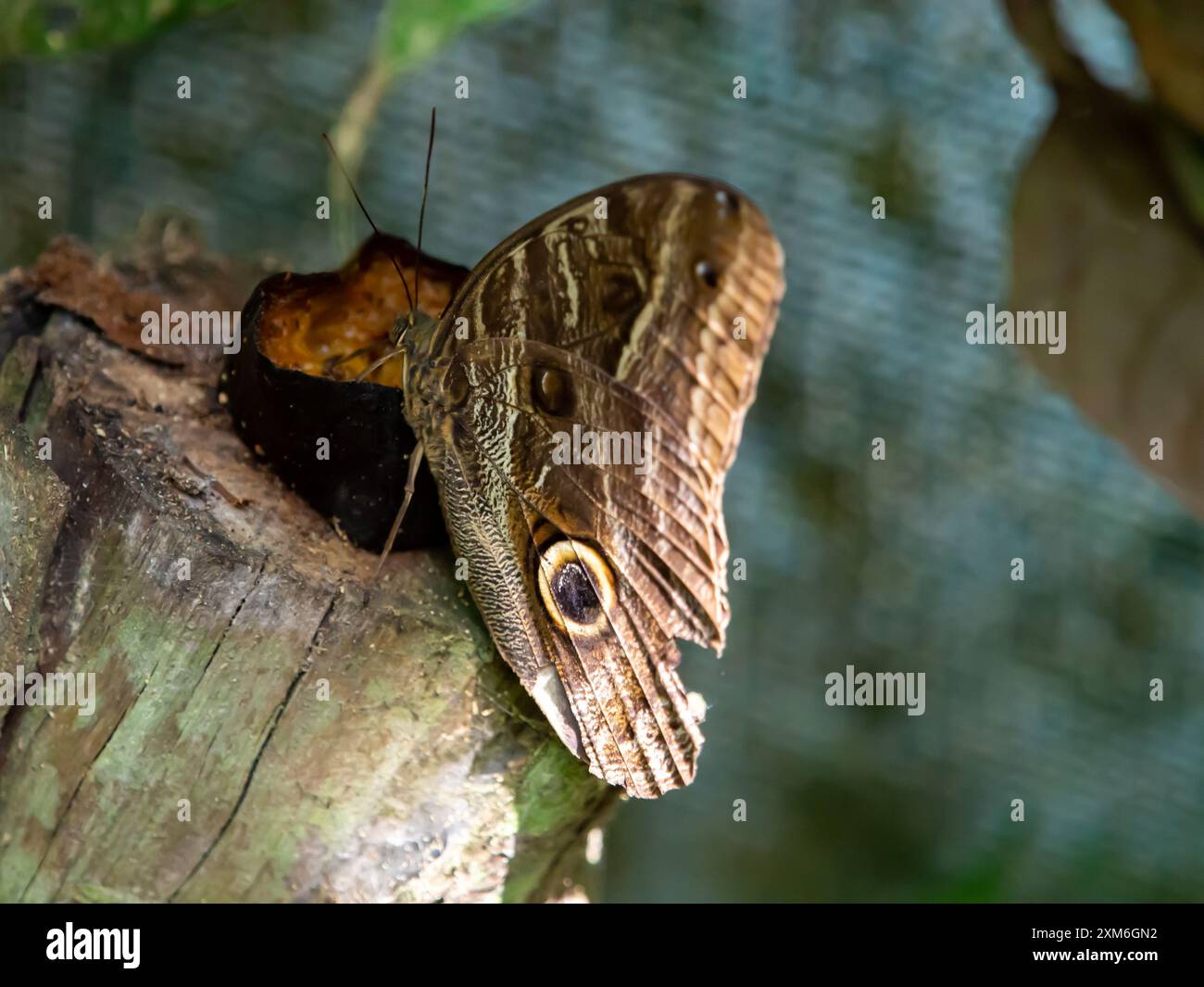 Beautiful Butterfly, Morpho in Amazon jungle. Amazonia. South America ...