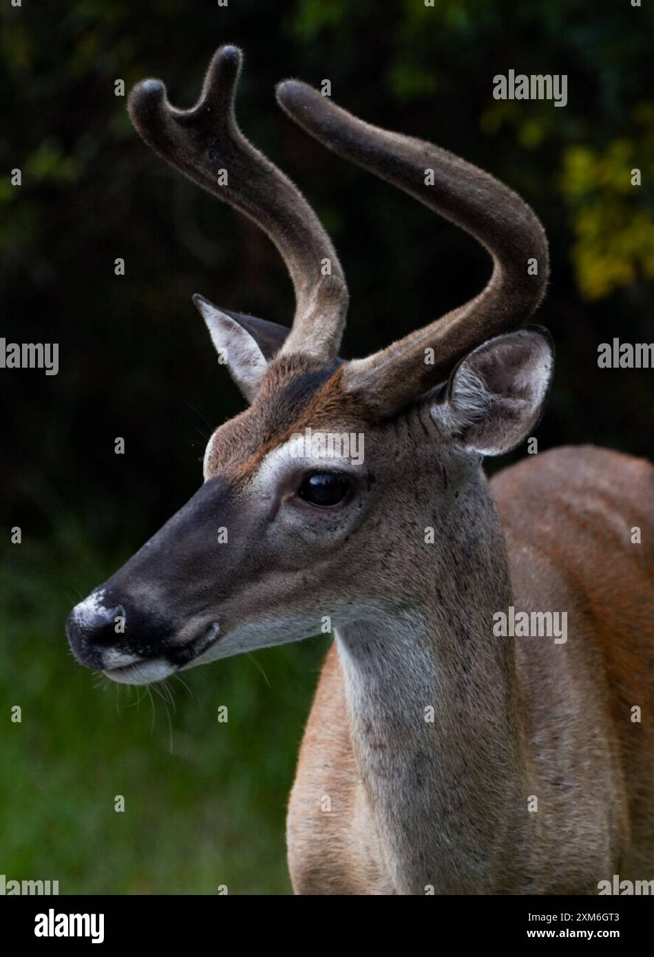 Portrait view of a whitetail deer Stock Photo - Alamy