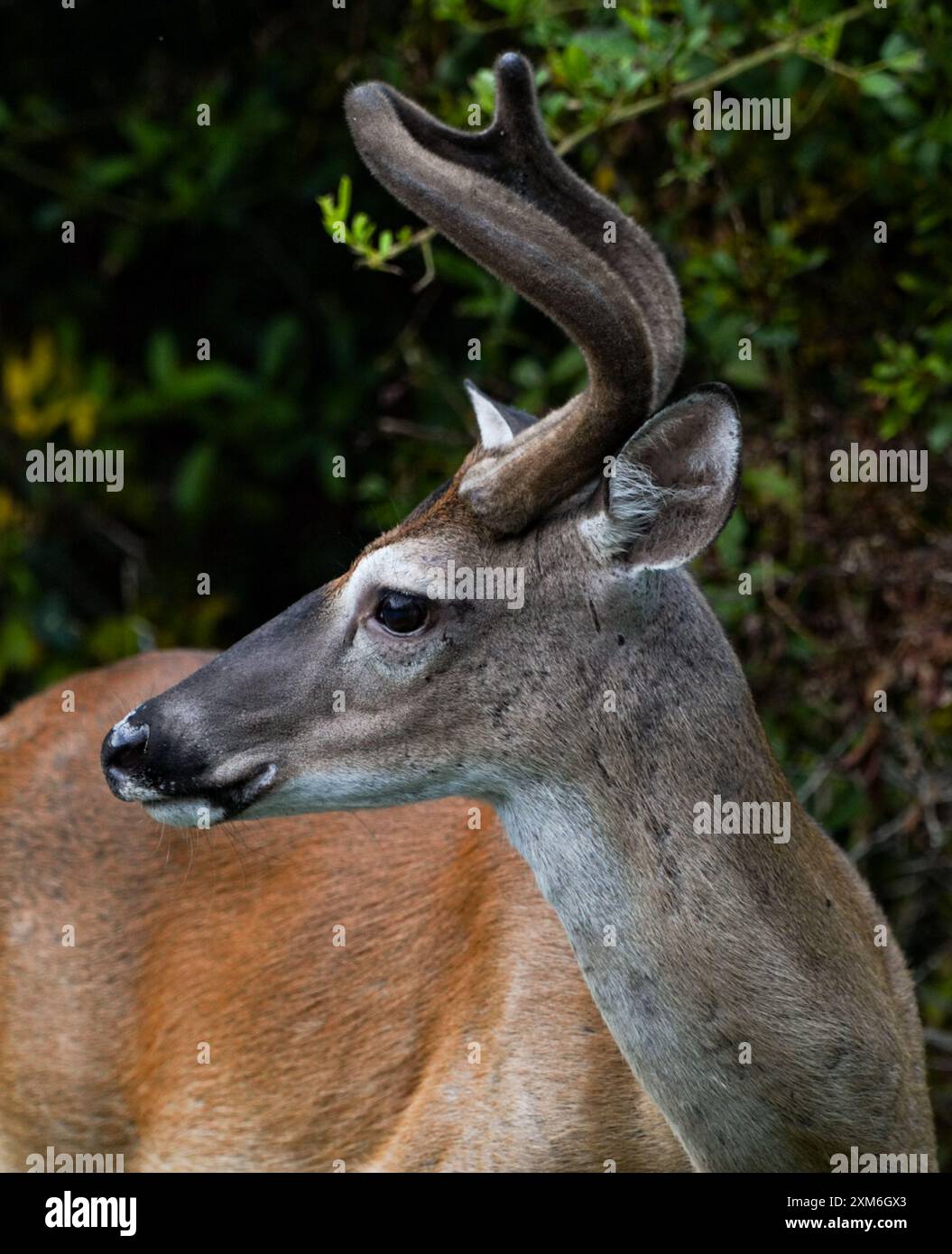 Whitetail deer side view hi-res stock photography and images - Alamy