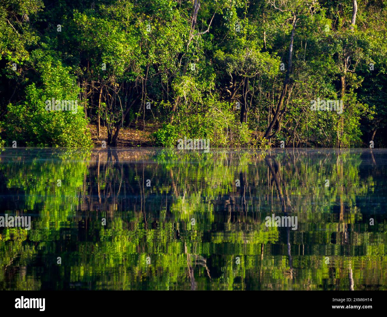 Selva del amazonas hi-res stock photography and images - Alamy