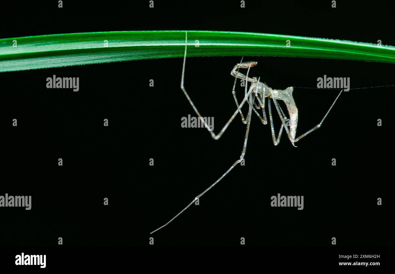 Long legged sac spider, Comb-footed spider, Rhomphaea sp. is hanging ...