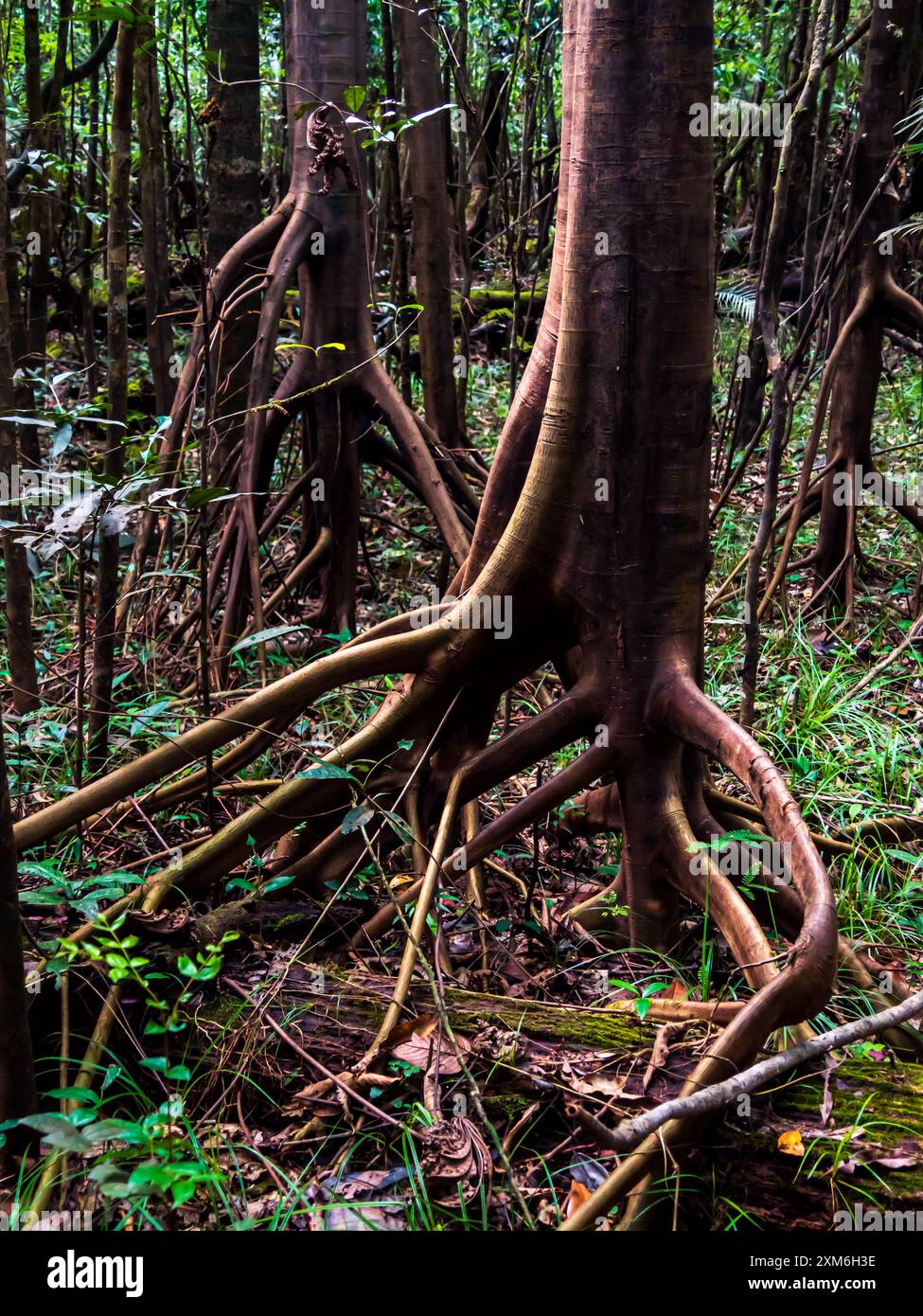 Walking trees in the Amazon rain forest, basin of Amazon River. Javari ...
