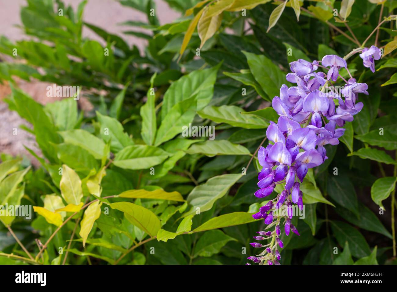 Greenery cluster hi-res stock photography and images - Alamy
