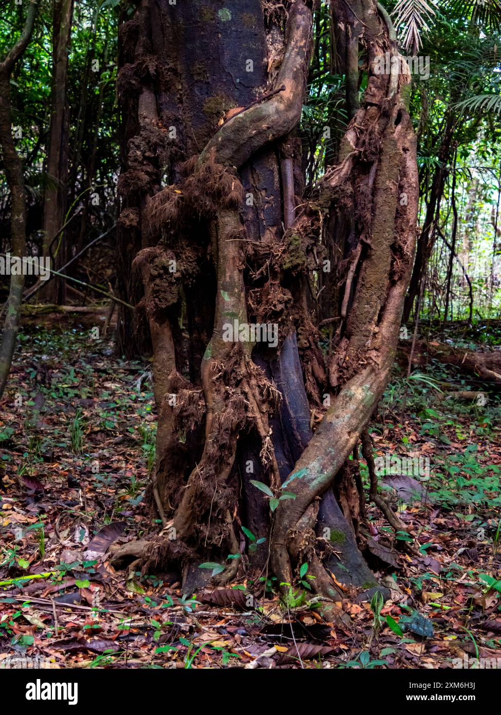 Huge tangled trees in the Amazon rain forest, basin of Amazon River. Javari Valley, Amazonia ...
