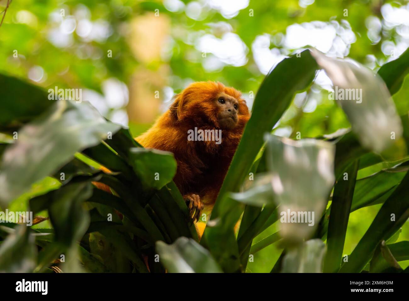 Golden monkey in natural hi-res stock photography and images - Alamy