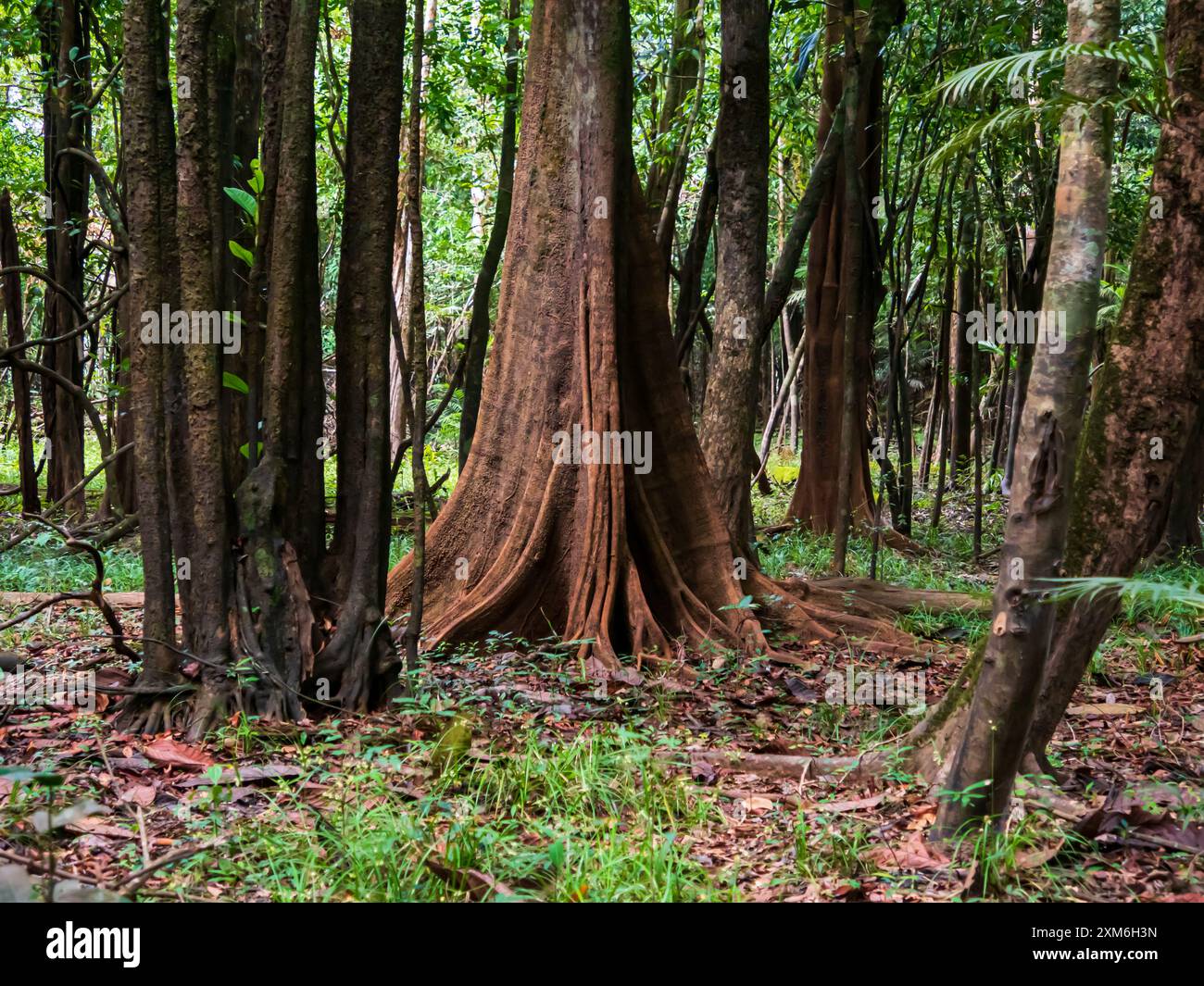 Huge trees in the Amazon rain forest, basin of Amazon River. Javari ...