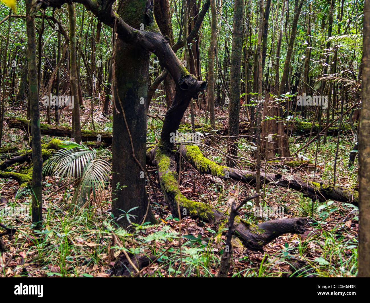 Huge trees in the Amazon rain forest, basin of Amazon River. Javari ...