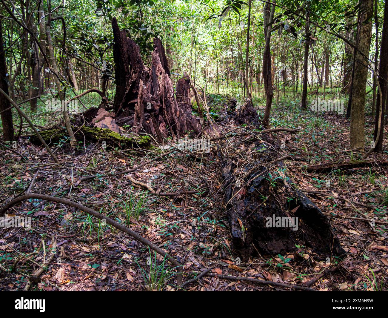 Trunk of huge tree in the Amazon rain forest, basin of Amazon River ...