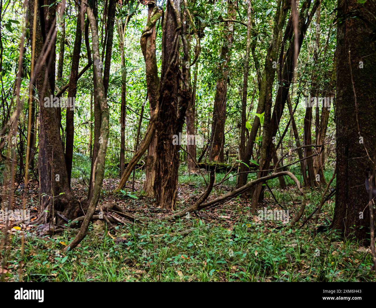 Huge trees in the Amazon rain forest, basin of Amazon River. Javari ...