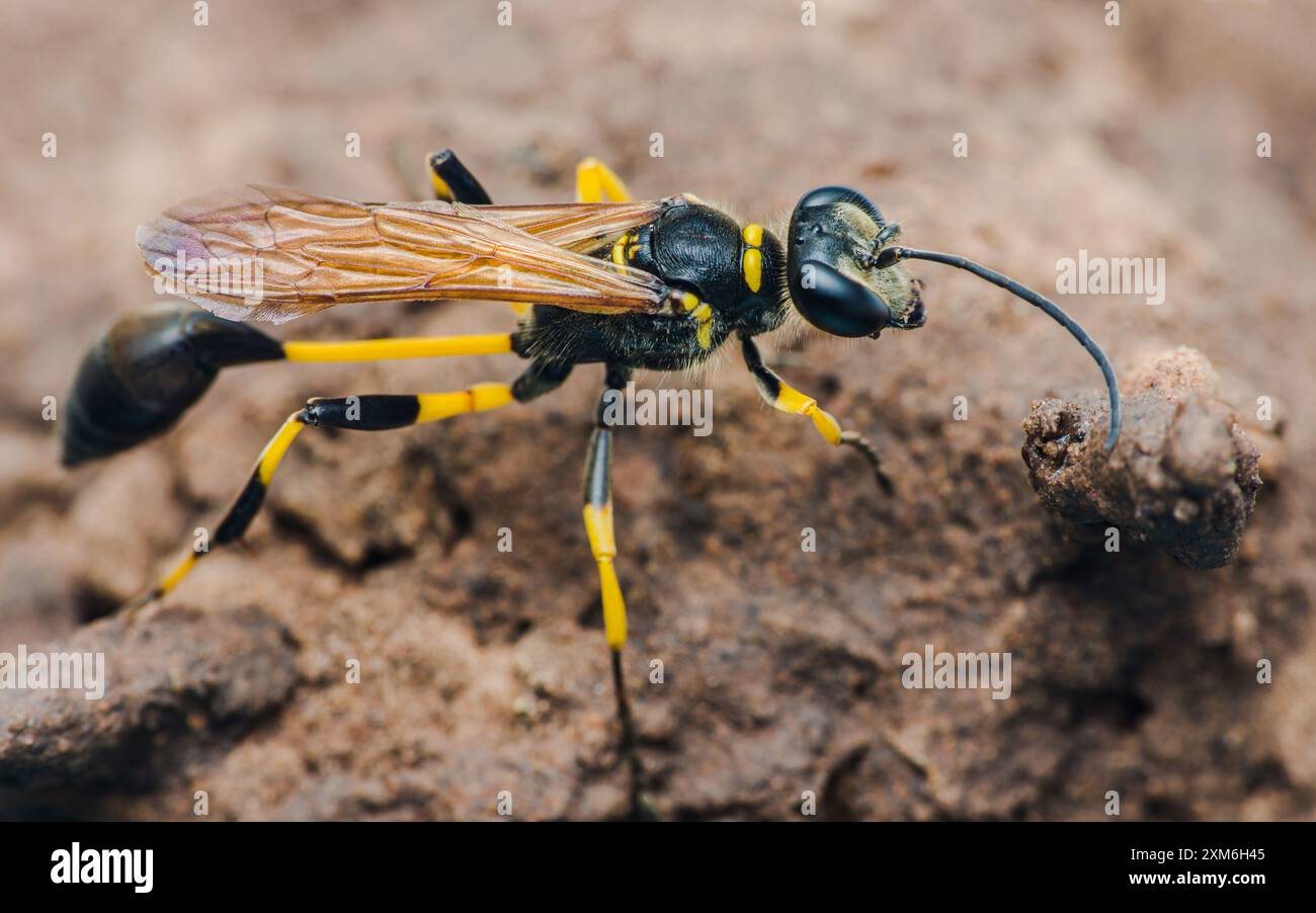 Black and yellow mud dauber wasp standing on the ground, showing its ...