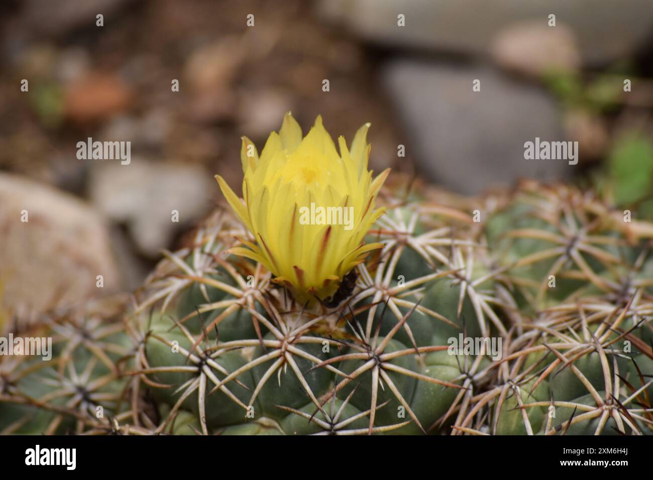 Close up yellow blooming cactus hi-res stock photography and images - Alamy