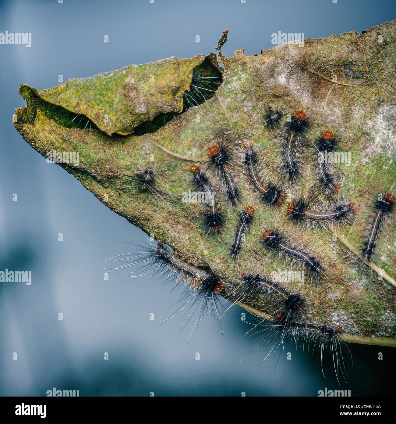 Gypsy moth caterpillars eating a leaf Stock Photo - Alamy