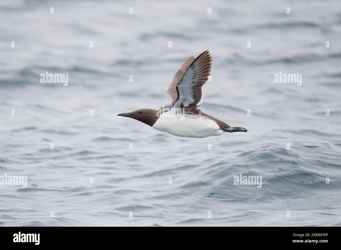 Guillemot flying uk hi-res stock photography and images - Alamy