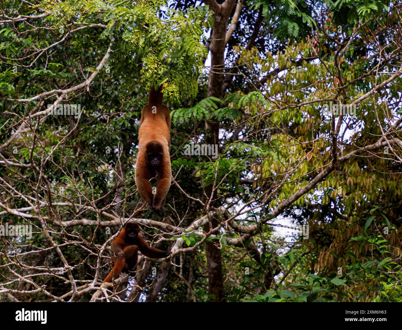 Woolly (chorongo) monkey in the Amazonia, Amazonia, Pacaya Samiria ...