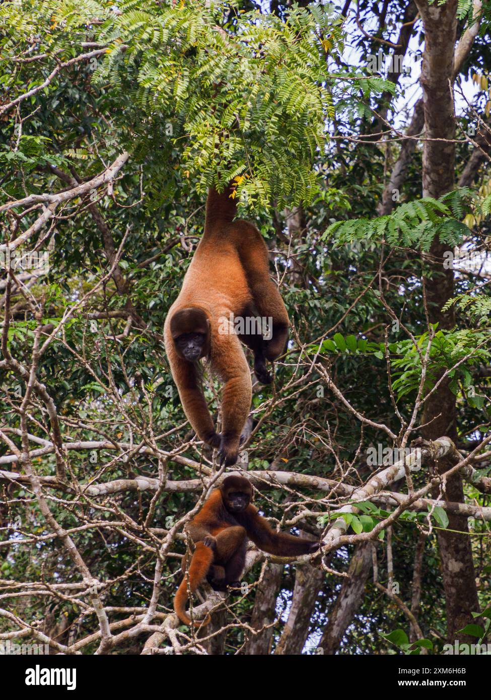 Woolly (chorongo) monkey in the Amazonia, Amazonia, Pacaya Samiria ...