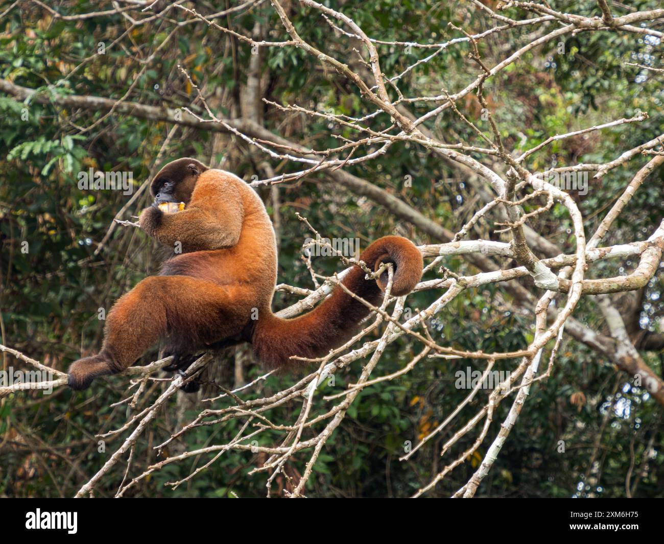 Woolly (chorongo) monkey in the Amazonia, Amazonia, Pacaya Samiria ...