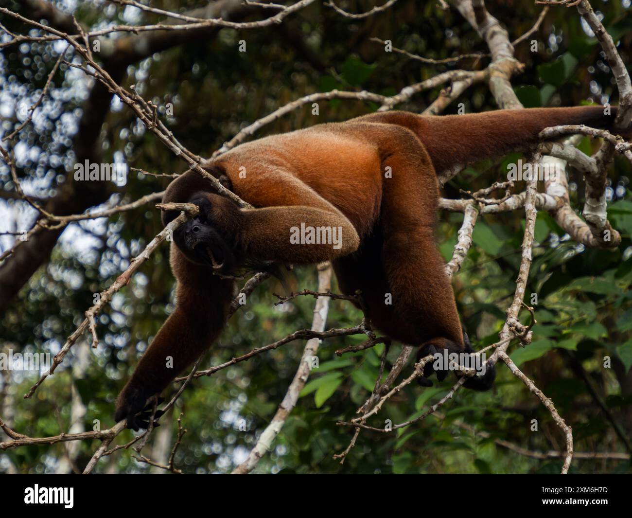 Woolly (chorongo) monkey in the Amazonia, Amazonia, Pacaya Samiria ...