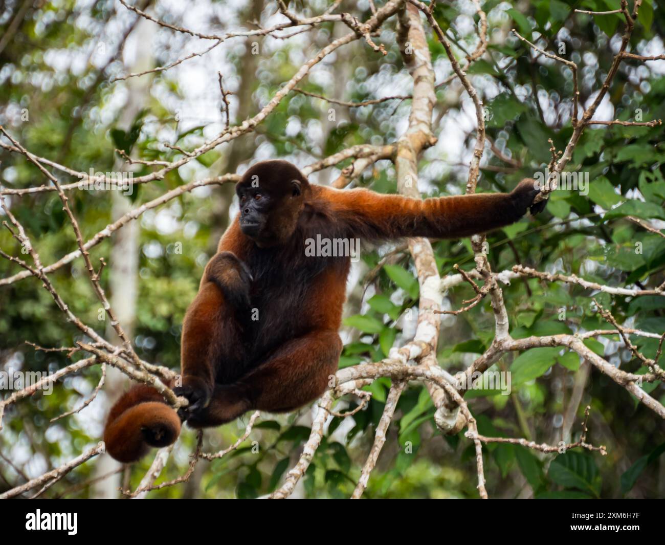 Woolly (chorongo) monkey in the Amazonia, Amazonia, Pacaya Samiria ...