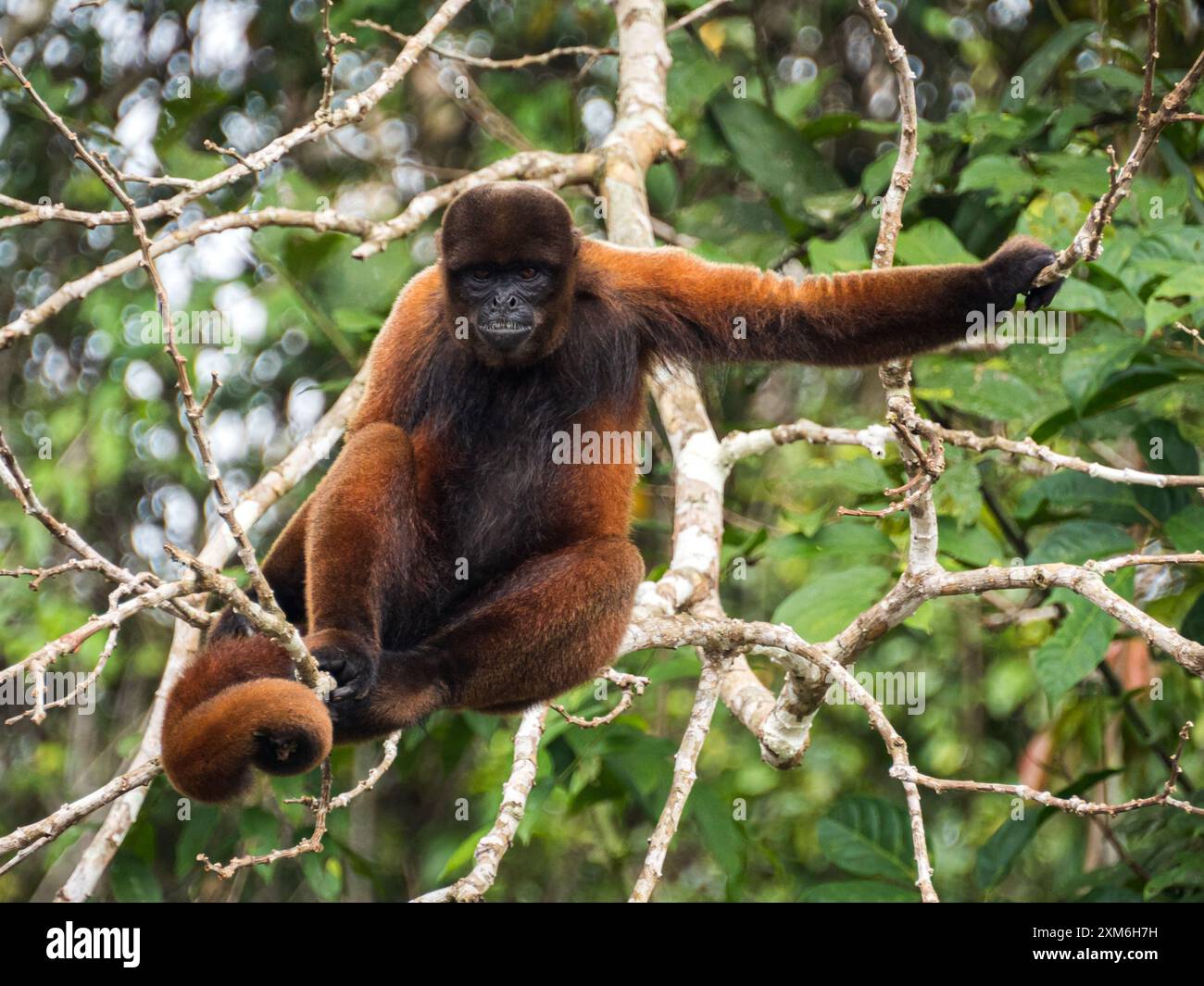Woolly (chorongo) monkey in the Amazonia, Amazonia, Pacaya Samiria ...