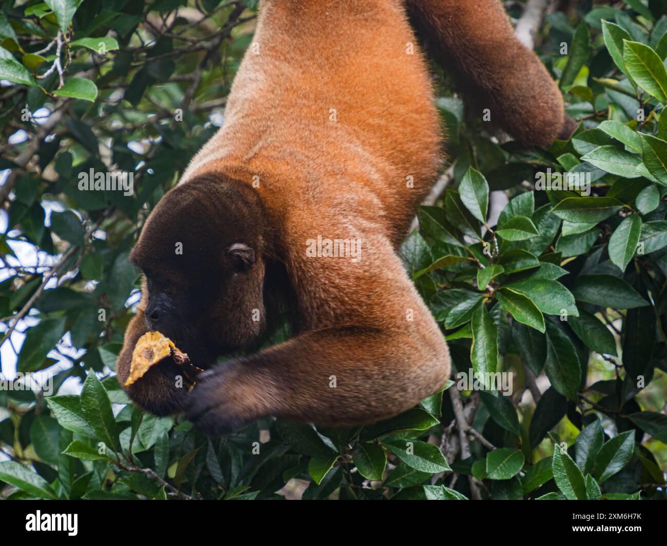 Woolly (chorongo) monkey in the Amazonia, Amazonia, Pacaya Samiria ...