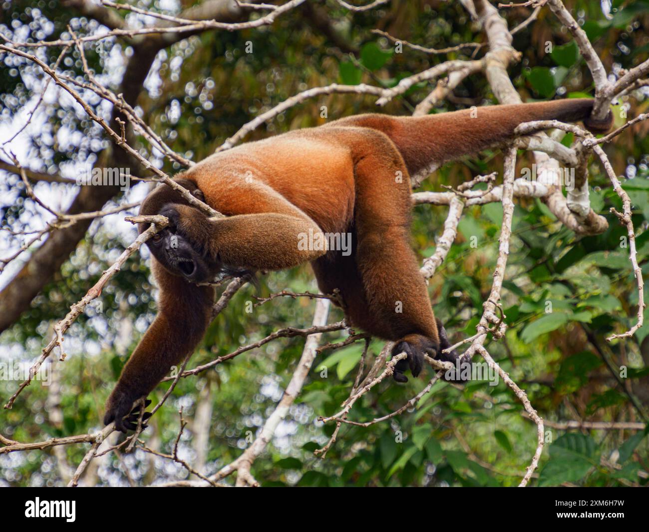 Woolly (chorongo) monkey in the Amazonia, Amazonia, Pacaya Samiria ...