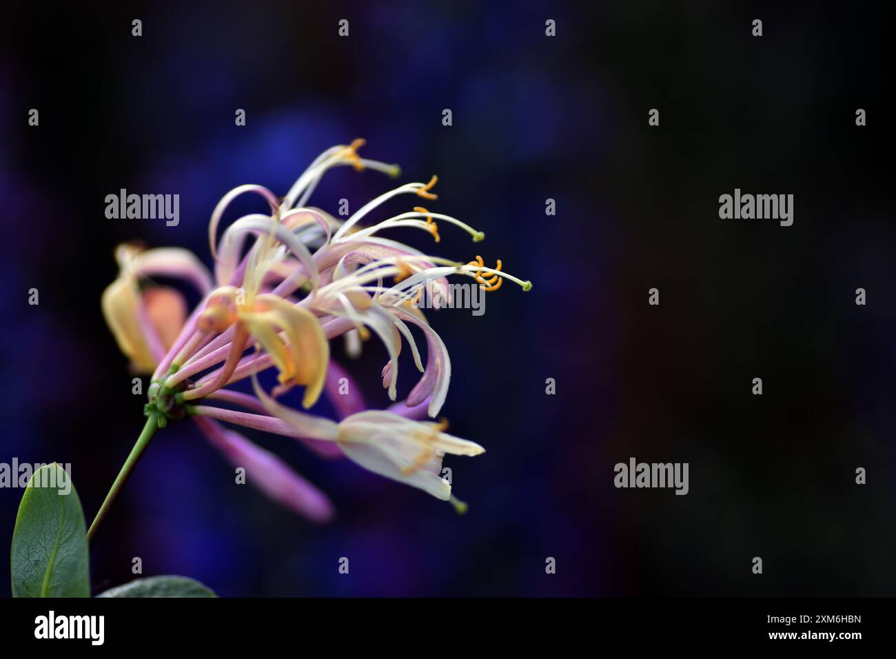 Detail of the flowers of Etruscan honeysuckle (Lonicera etrusca Stock ...