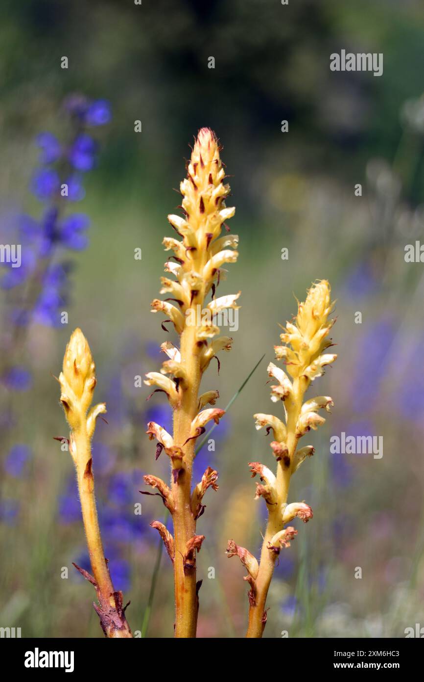 Broomrape sp hi-res stock photography and images - Alamy