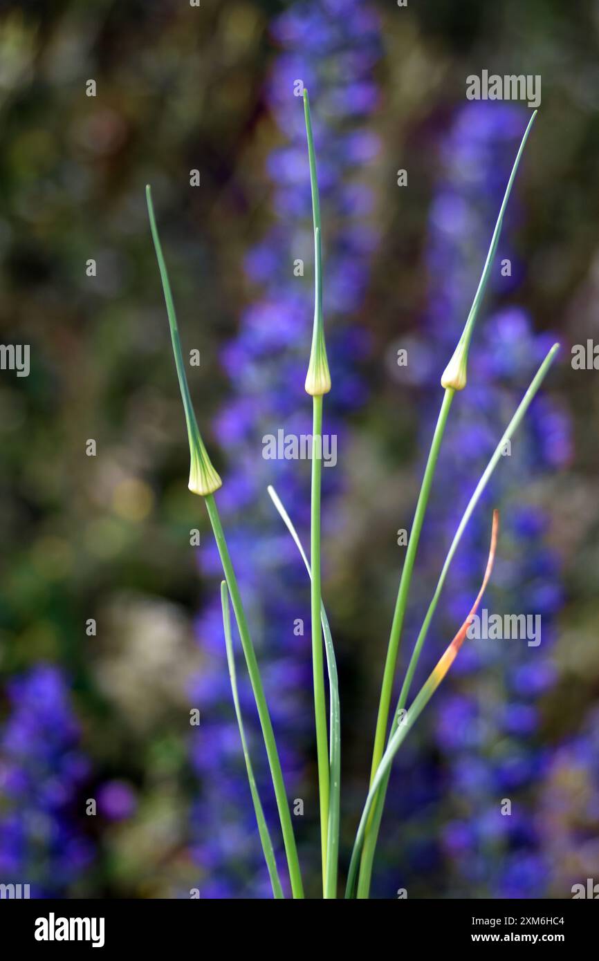 Wild garlic (Allium sp) among blue flowers Stock Photo - Alamy