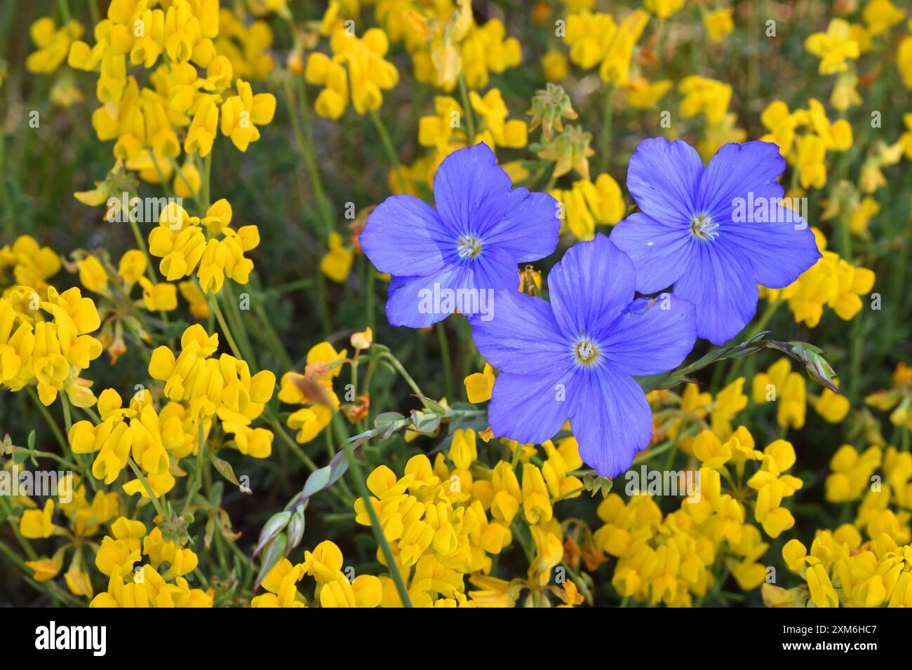 The perennial flax or blue flax (Linum narbonense) in flower Stock ...