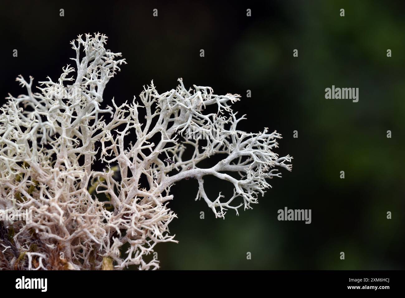 Macrophotography of the lichen Cladonia rangiferina Stock Photo - Alamy