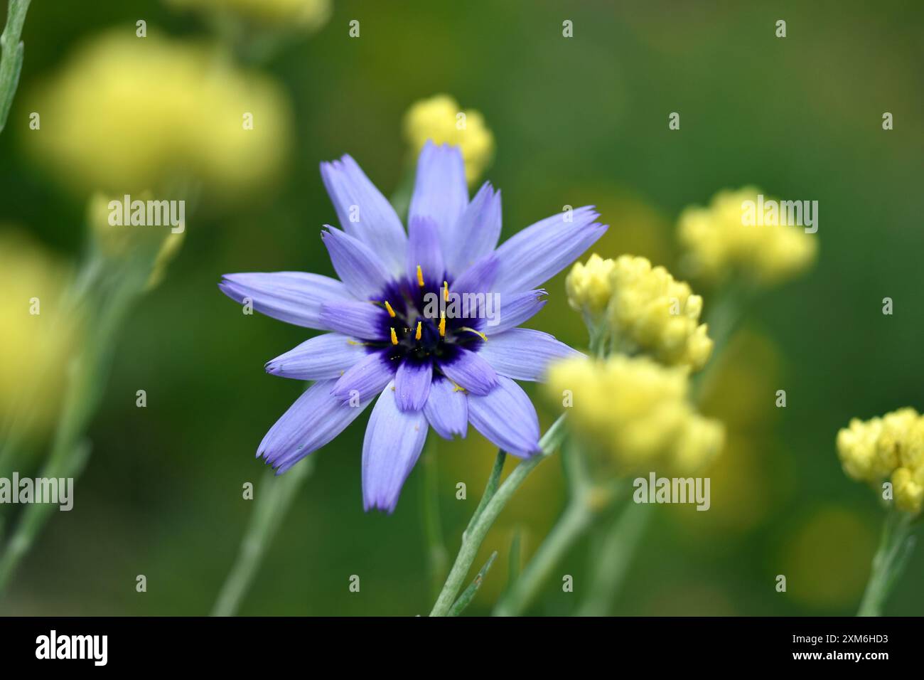A blue flower of Cupid's dart ( Catananche caerulea Stock Photo - Alamy