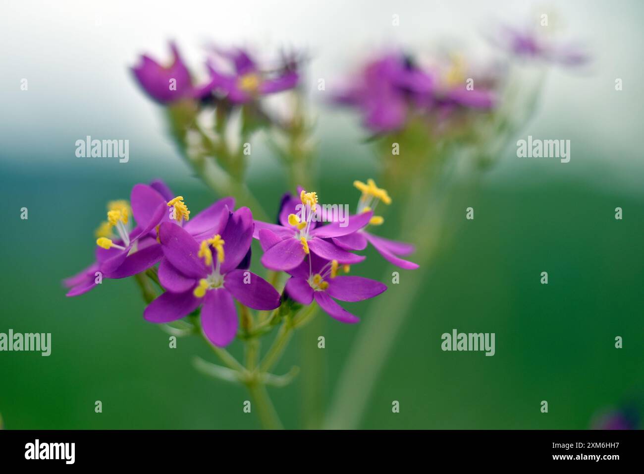 Pink flowers of European centaury (Centaurium erythraea Stock Photo - Alamy