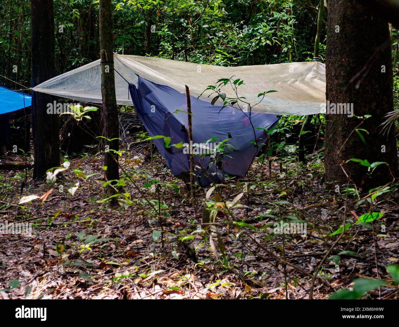 Jungle, Brazil - Dec 2021: Camp with hammocks in the amazon jungle ...