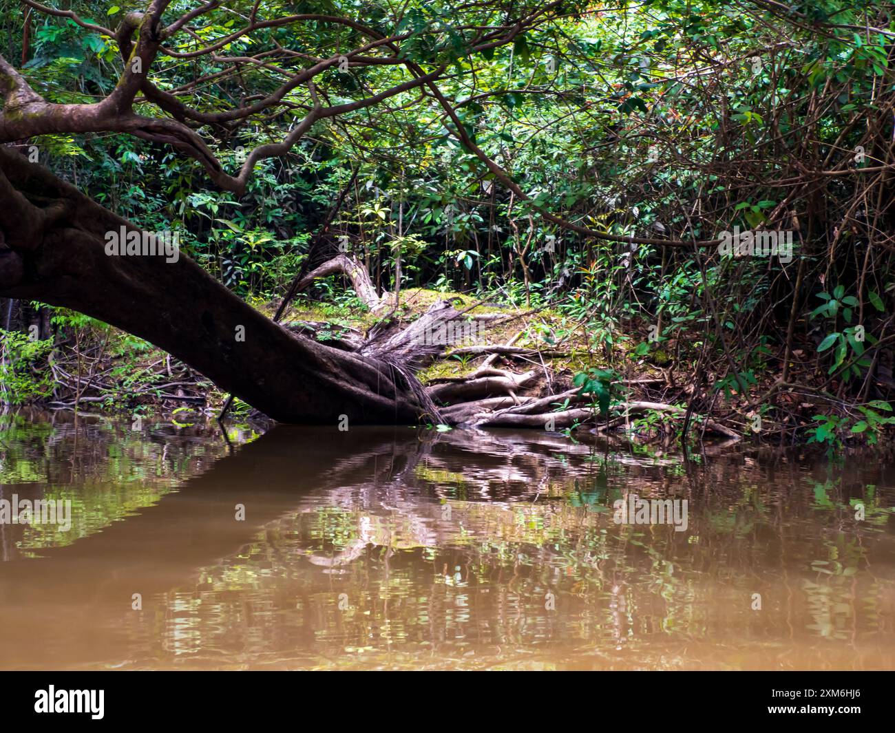Yavari river hi-res stock photography and images - Alamy
