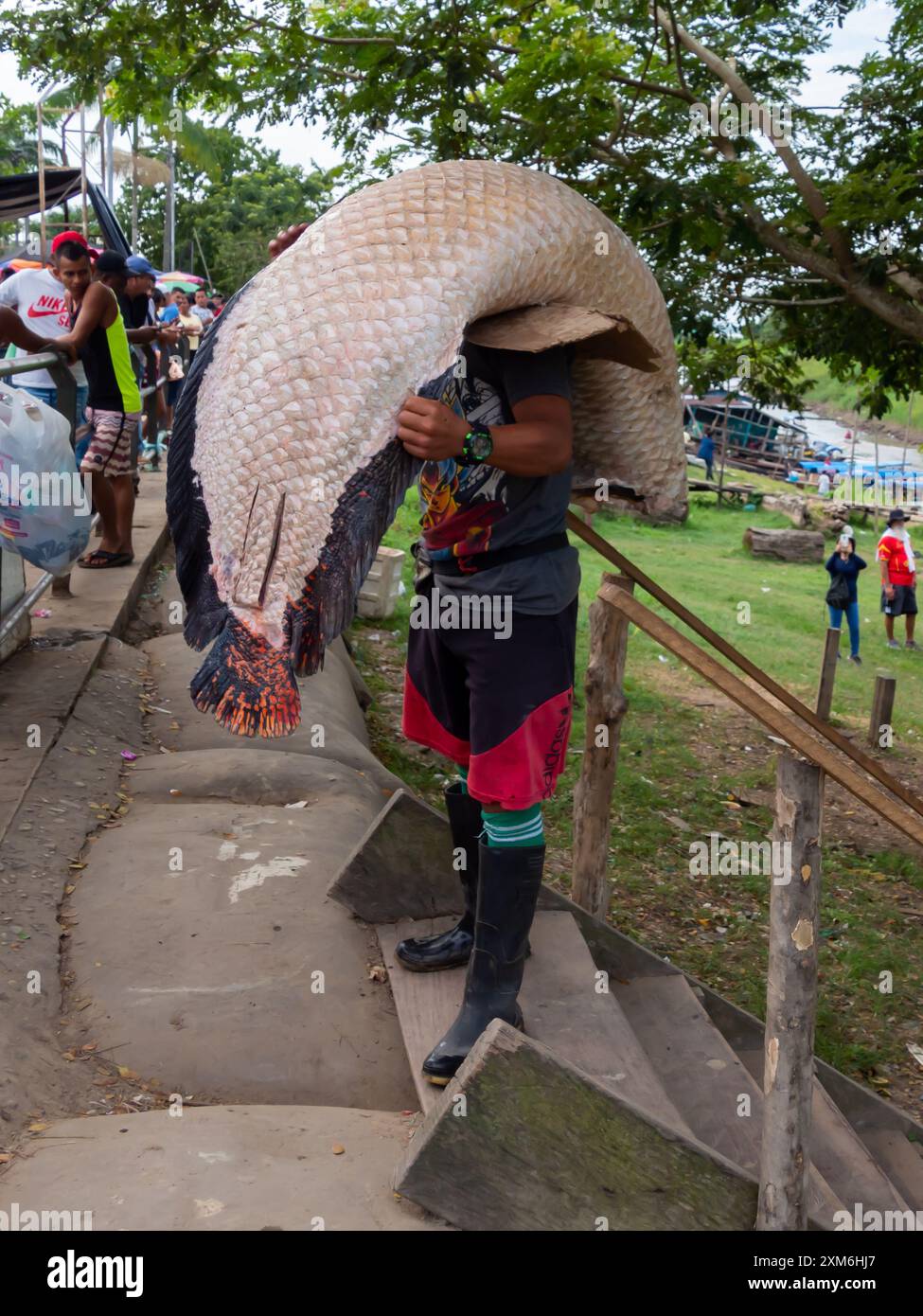 Paiche peru hi-res stock photography and images - Alamy