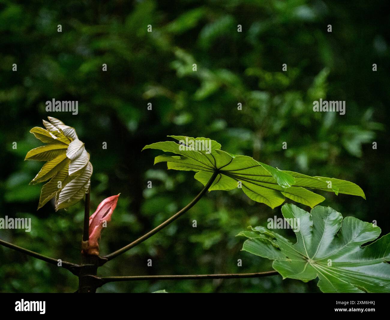 New life in the Amazon rain forest. Amazonia, Pacaya Samiria National ...