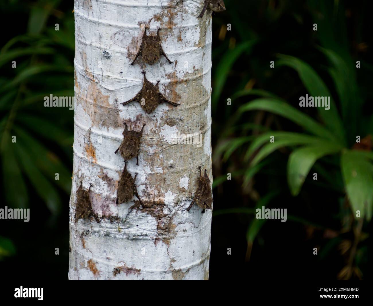 Little bats on the tree trunk in Reserva Nacional Pacaya Samiria ...