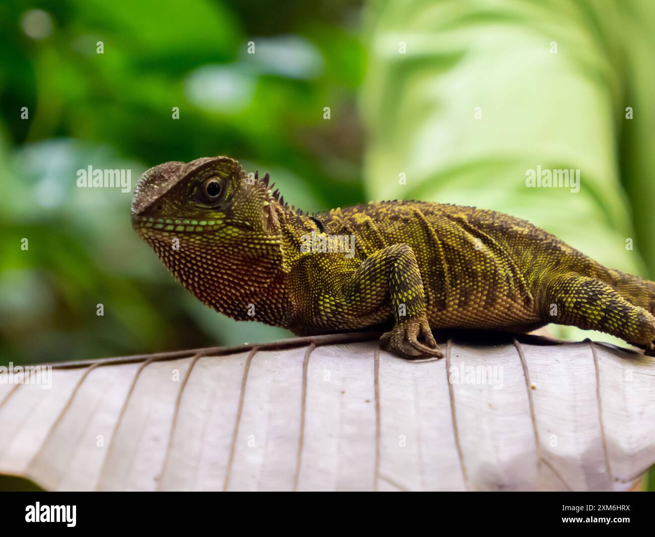 Green lizard is sitting on the leaf in the Amazon Rainforest, Amazonia ...