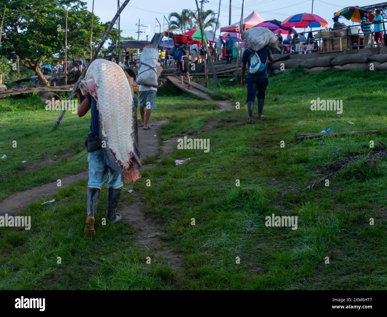 Paiche peru hi-res stock photography and images - Alamy