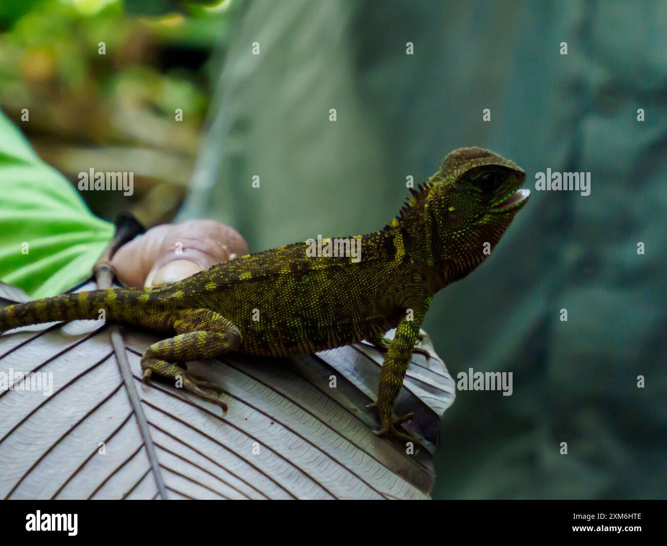 Green lizard is sitting on the leaf in the Amazon Rainforest, Amazonia ...