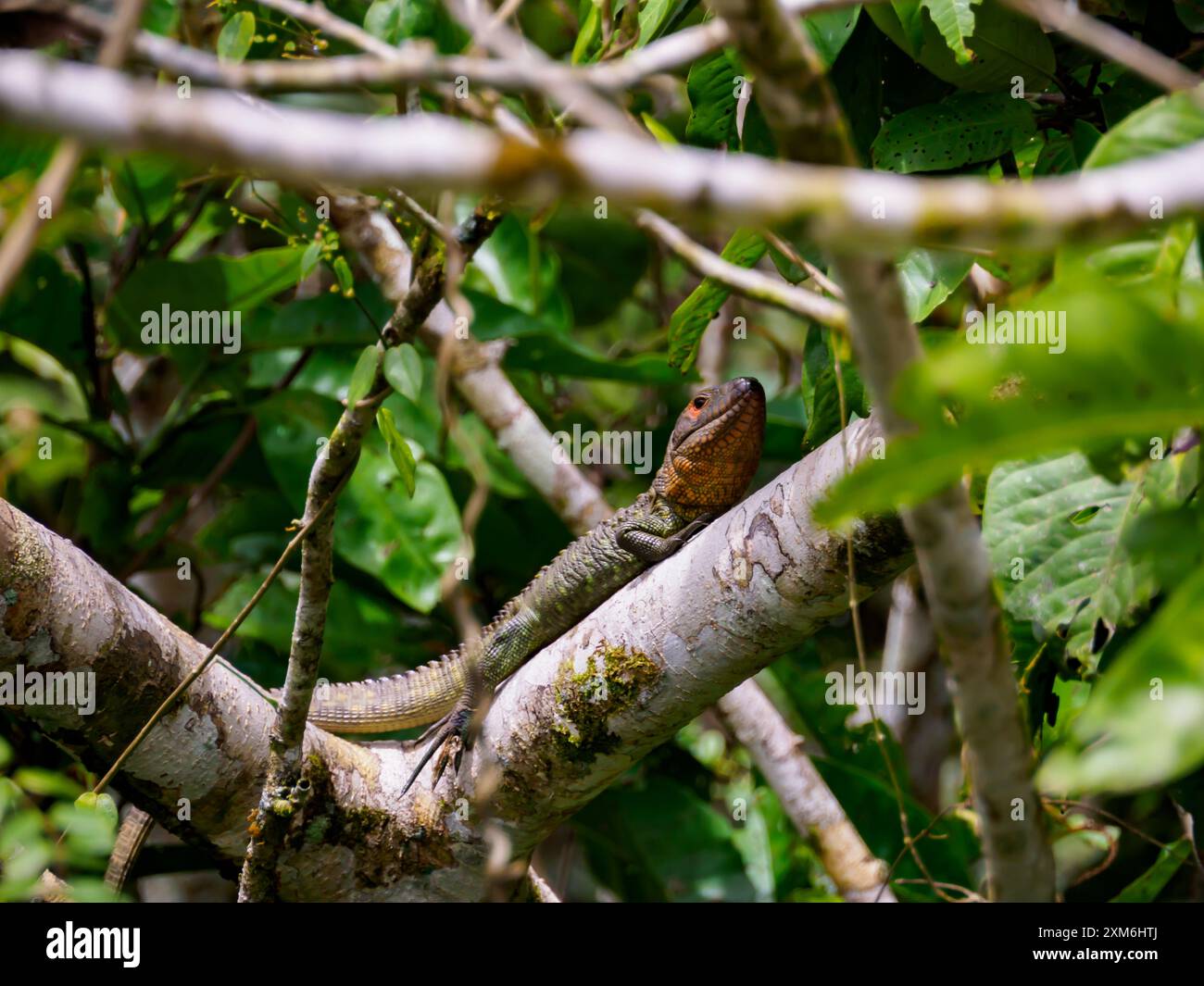 The genus Dracaena also called caiman lizards or water tegus is sitting ...