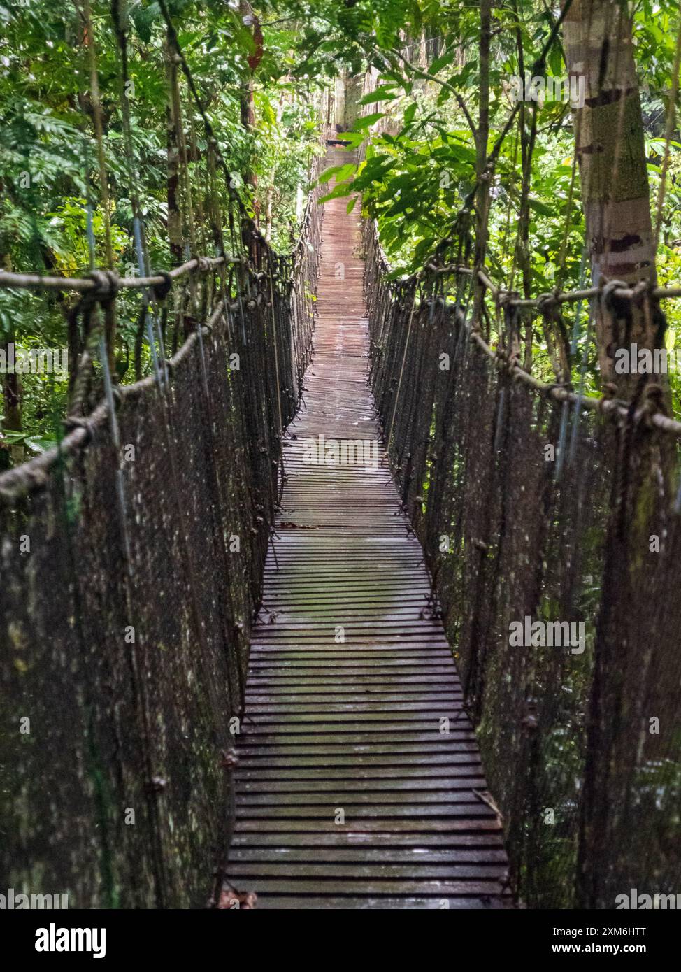 Amazon Natural Park Canopy Walkway. Canopy cable bridge for tourists in ...